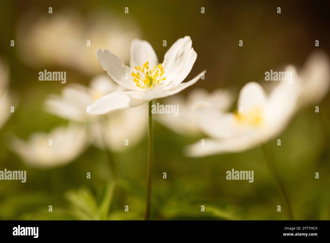 Wood anemones, Anemone nemorosa, spring flowers in the forest Stock ...
