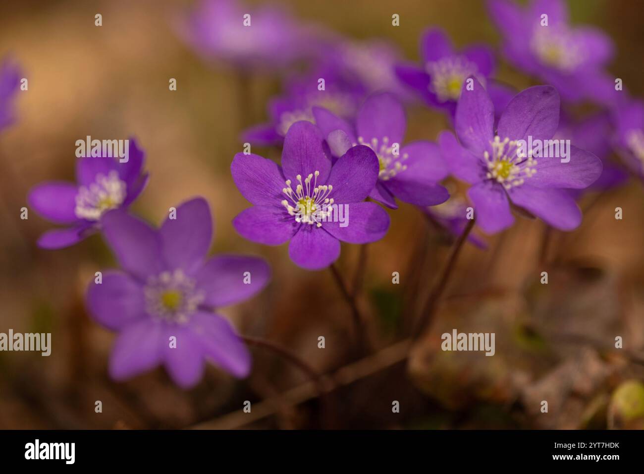 Anemone Hepatica, Hepatica nobilis, Common Hepatica, liverwort ...