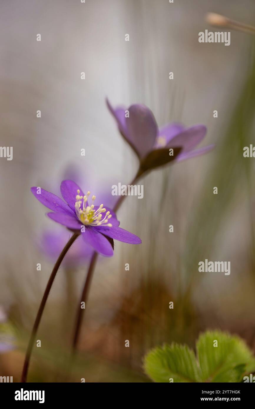 Anemone Hepatica, Hepatica nobilis, Common Hepatica, liverwort ...