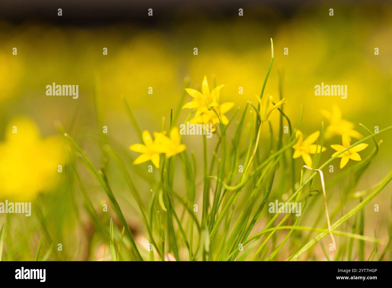 Gagea flowers hi-res stock photography and images - Alamy
