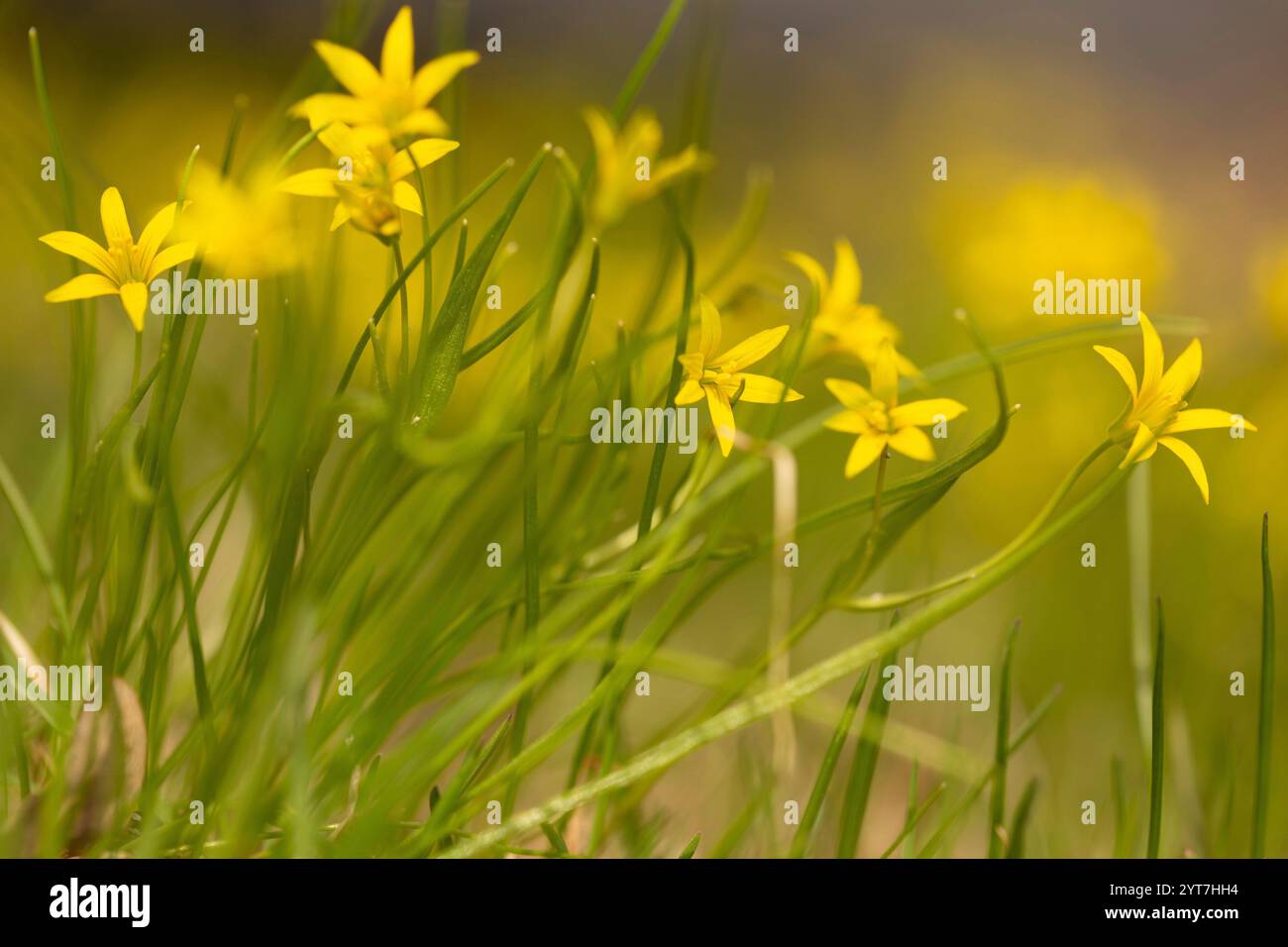 Gagea flowers hi-res stock photography and images - Alamy
