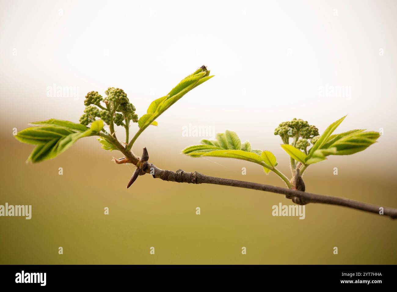 Rowan tree unfolding leaves in spring, close-up Stock Photo - Alamy