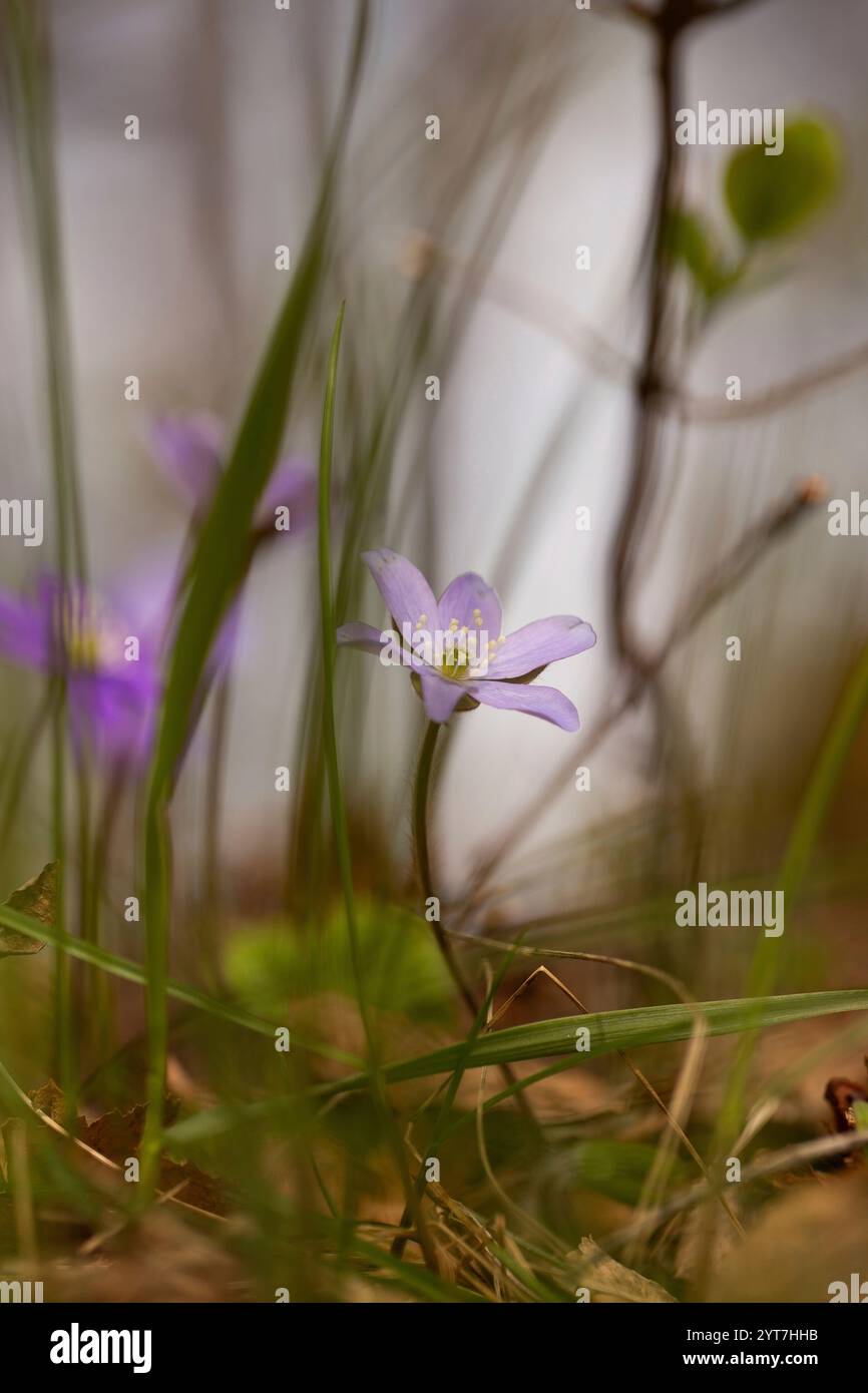 Anemone Hepatica, Hepatica nobilis, Common Hepatica, liverwort ...
