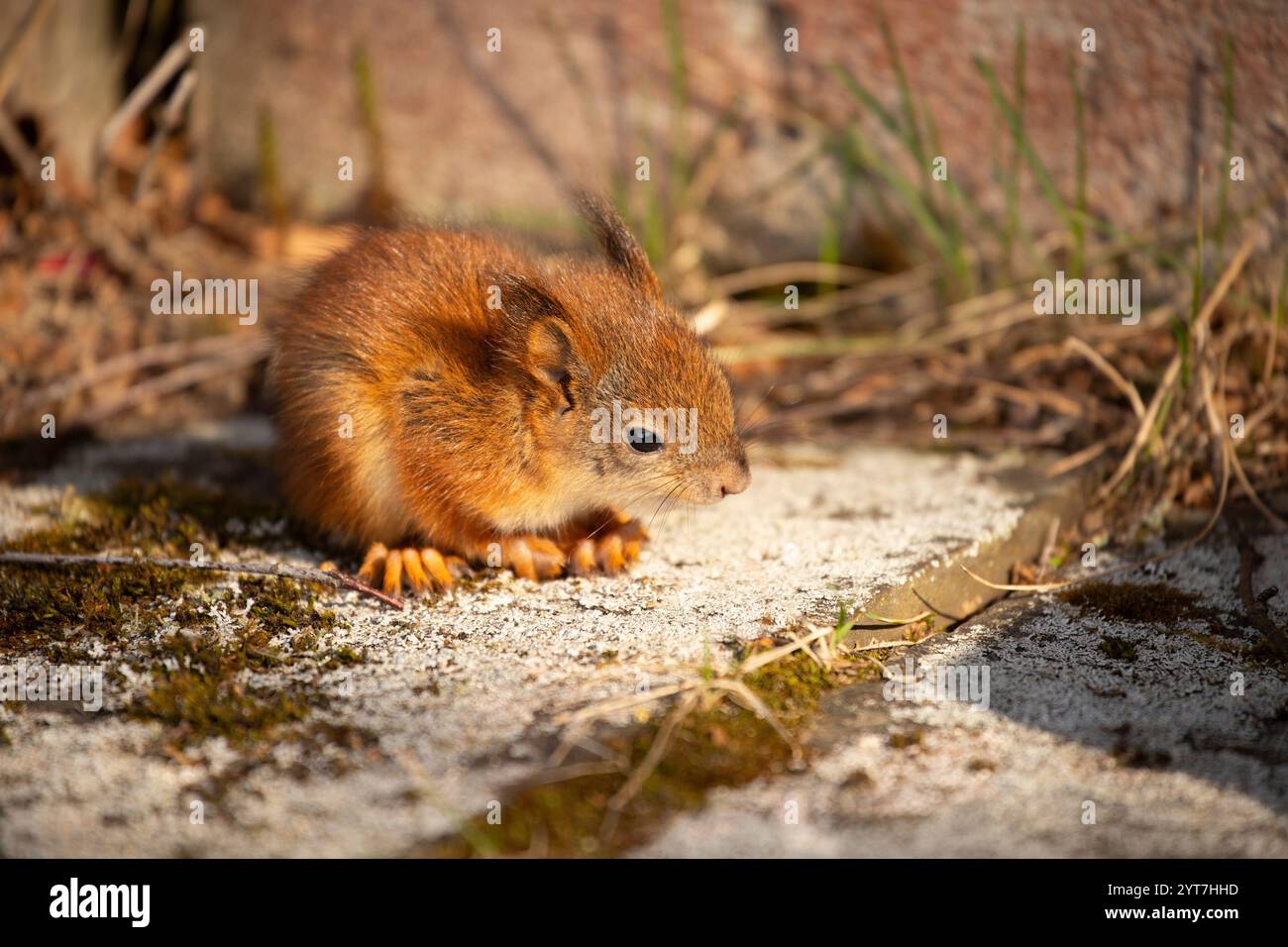 Eurasian Red Squirrel baby, Sciurus vulgaris Stock Photo - Alamy