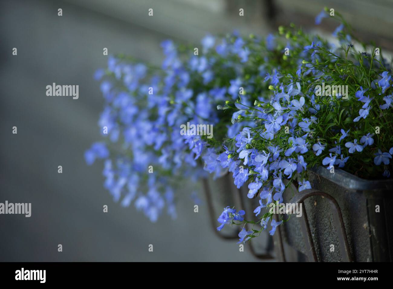Lobelia in flower hi-res stock photography and images - Alamy