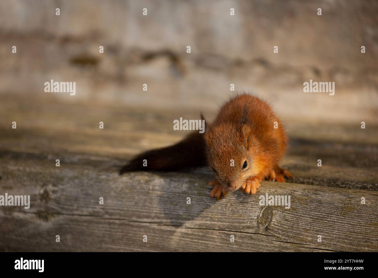 Eurasian Red Squirrel baby, Sciurus vulgaris Stock Photo - Alamy