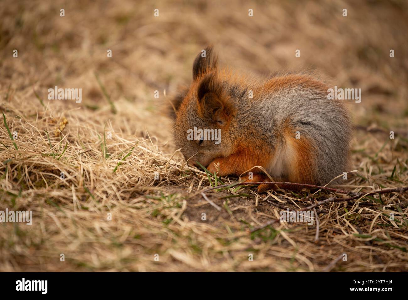 Eurasian Red Squirrel baby, Sciurus vulgaris Stock Photo - Alamy