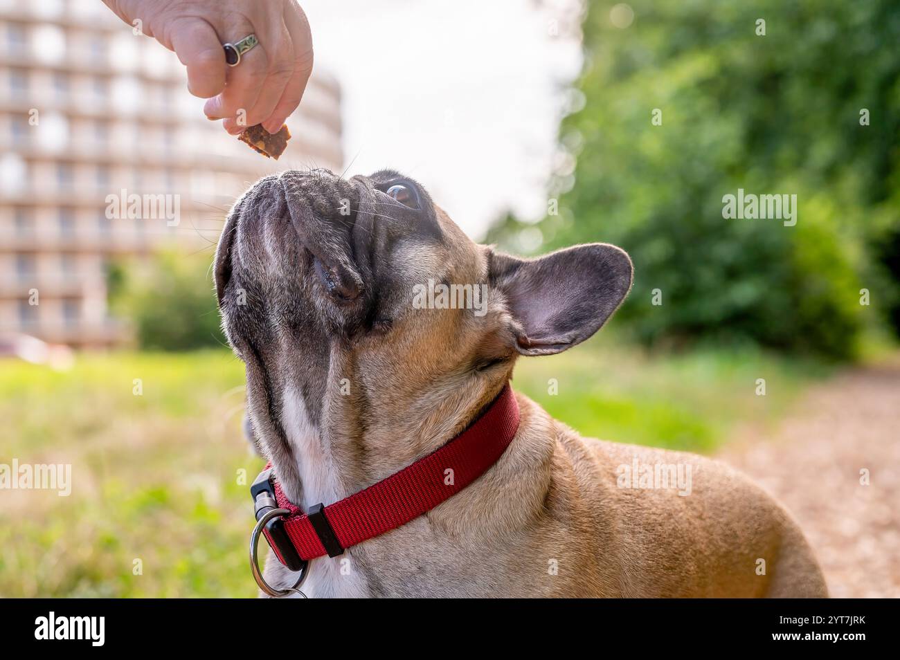 Hand feeding two French Bulldogs Stock Photo - Alamy