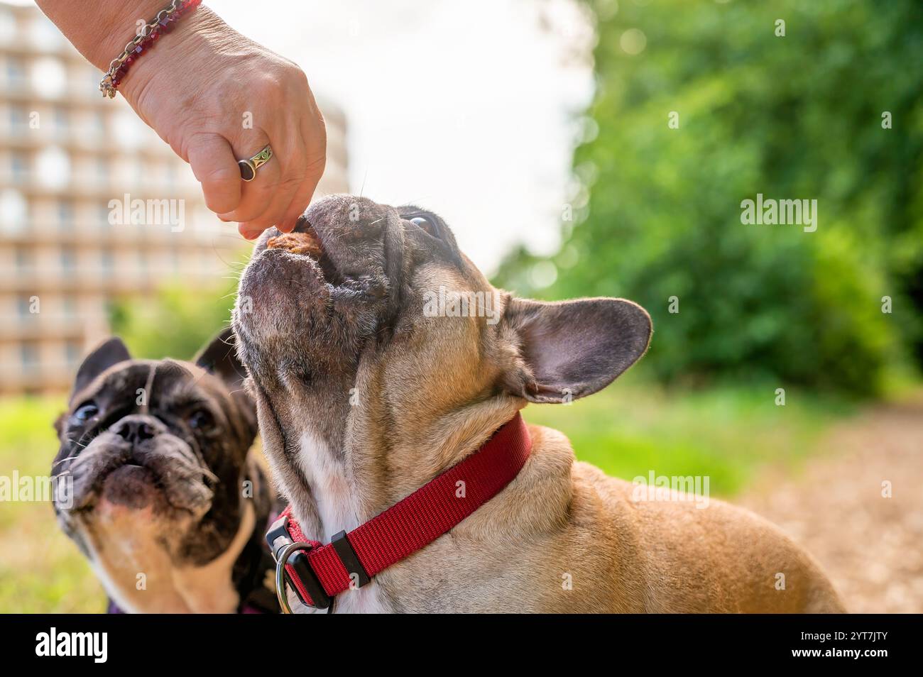 Hand feeding two French Bulldogs Stock Photo - Alamy