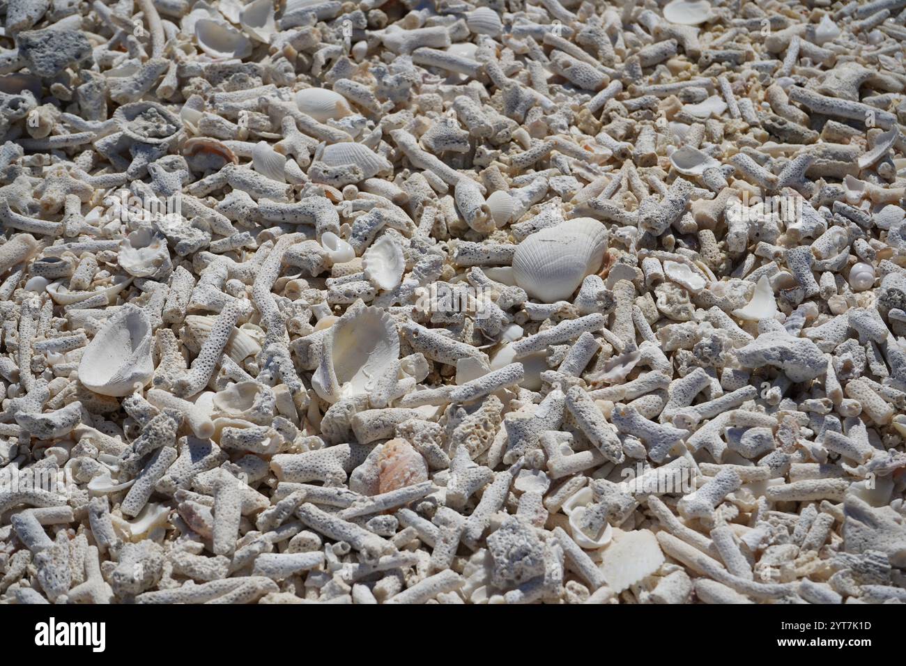 Indian ocean shells hi-res stock photography and images - Alamy