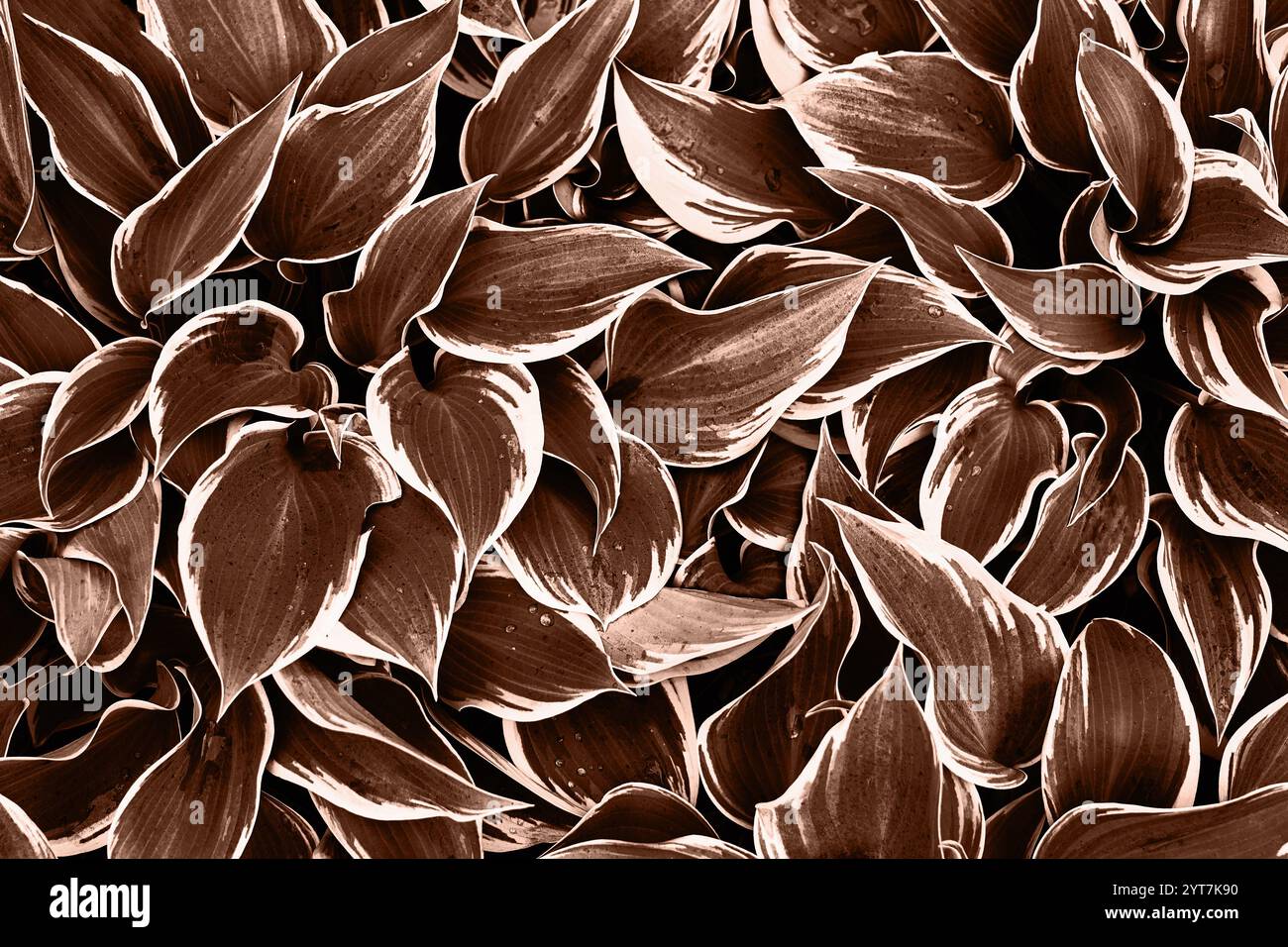 Abstract mocha mousse background made of fresh leaves. Color of the ...