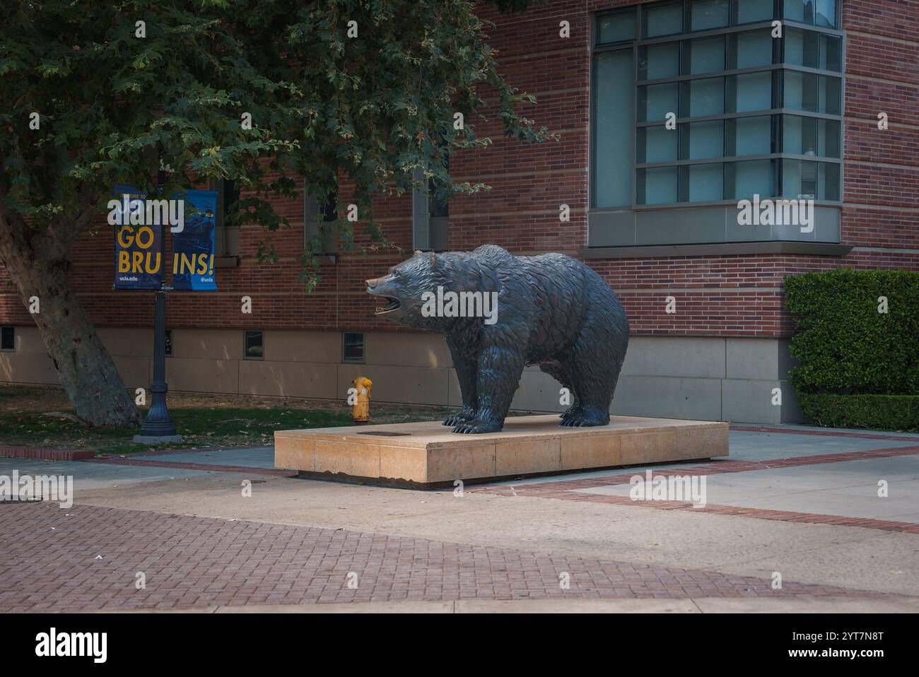 Bruin Bear Statue at UCLA with School Spirit Banner and Campus Elements ...