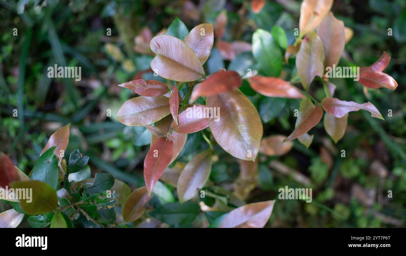 Details on native flora from the sorroundings of the Aguas Calientes ...