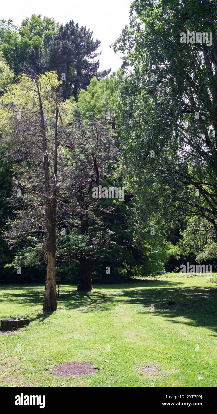 Native trees in the Botanical garden at the Austral University ...