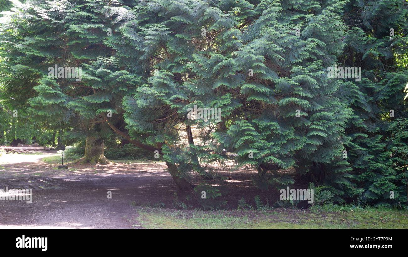 Native trees in the Botanical garden at the Austral University ...
