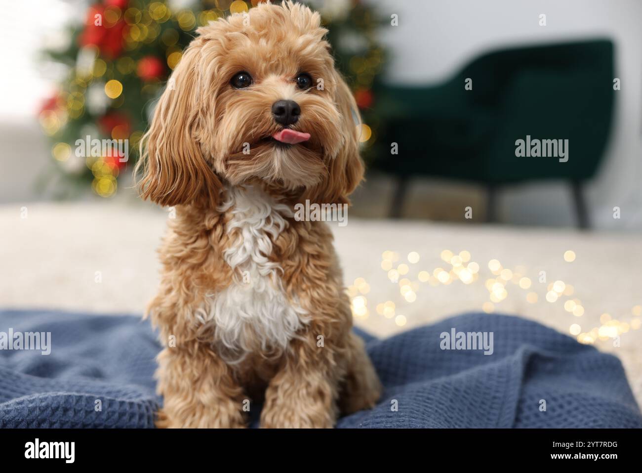 Cute Maltipoo dog on blanket in room decorated for Christmas Stock ...