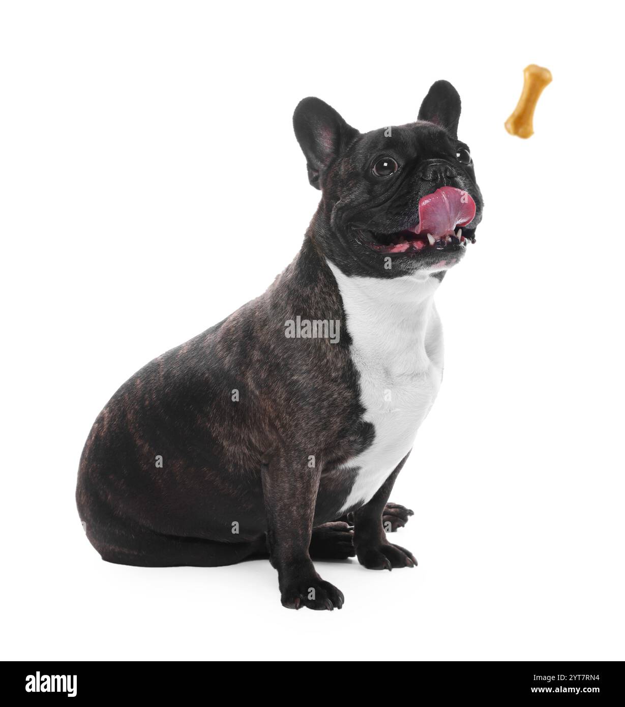 Cute dog and flying chew bone on white background. Pet care Stock Photo ...