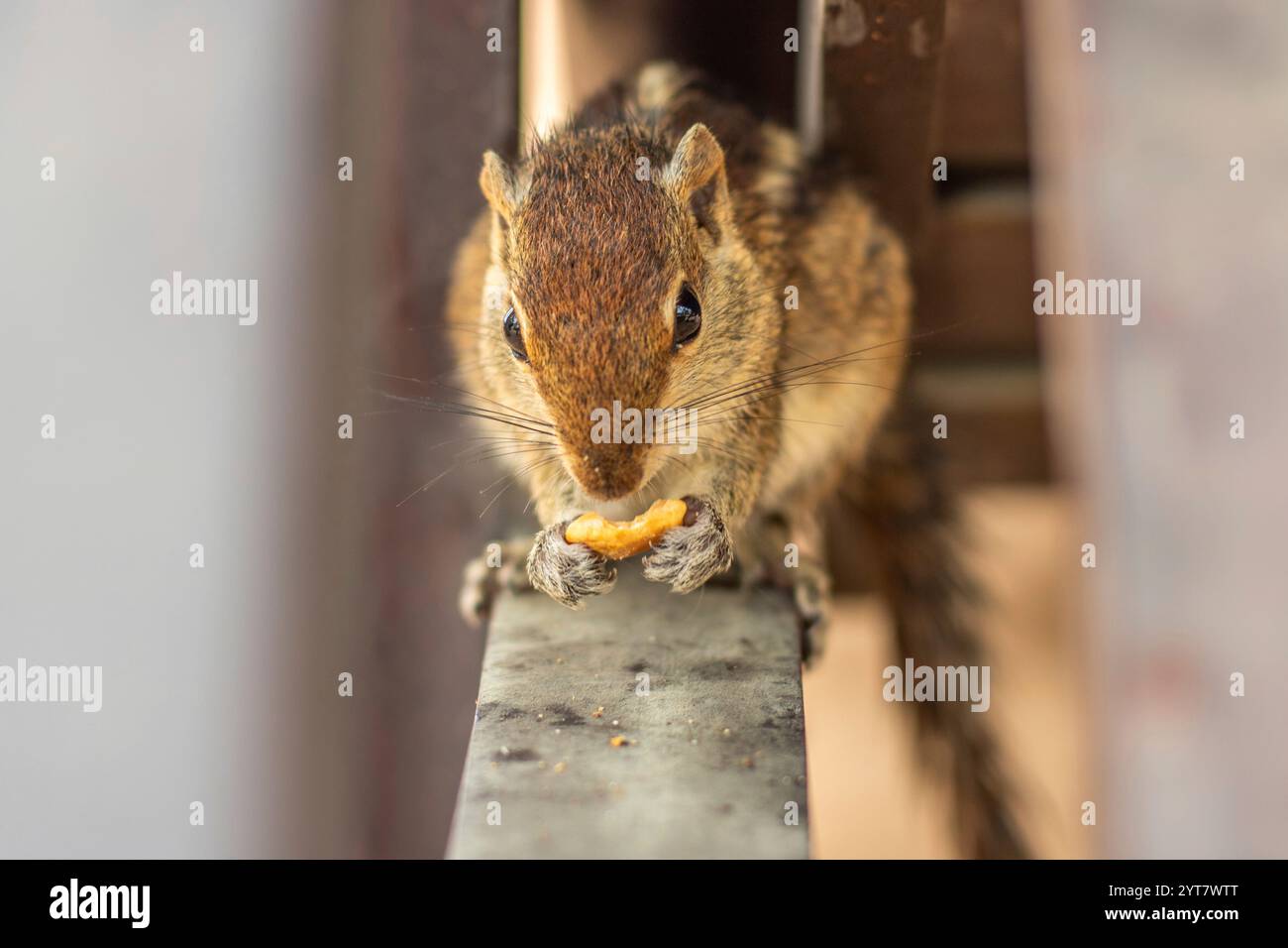 Chipmunks on the beach. Animals in Induruwa, Bentota Beach, Sri Lanka ...