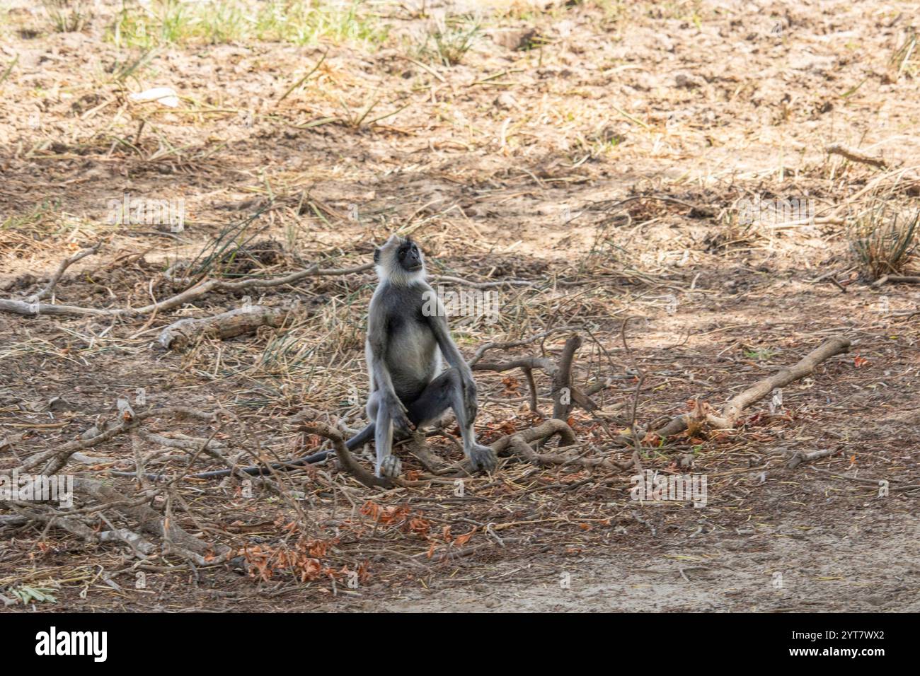 Monkeys in nature hi-res stock photography and images - Alamy