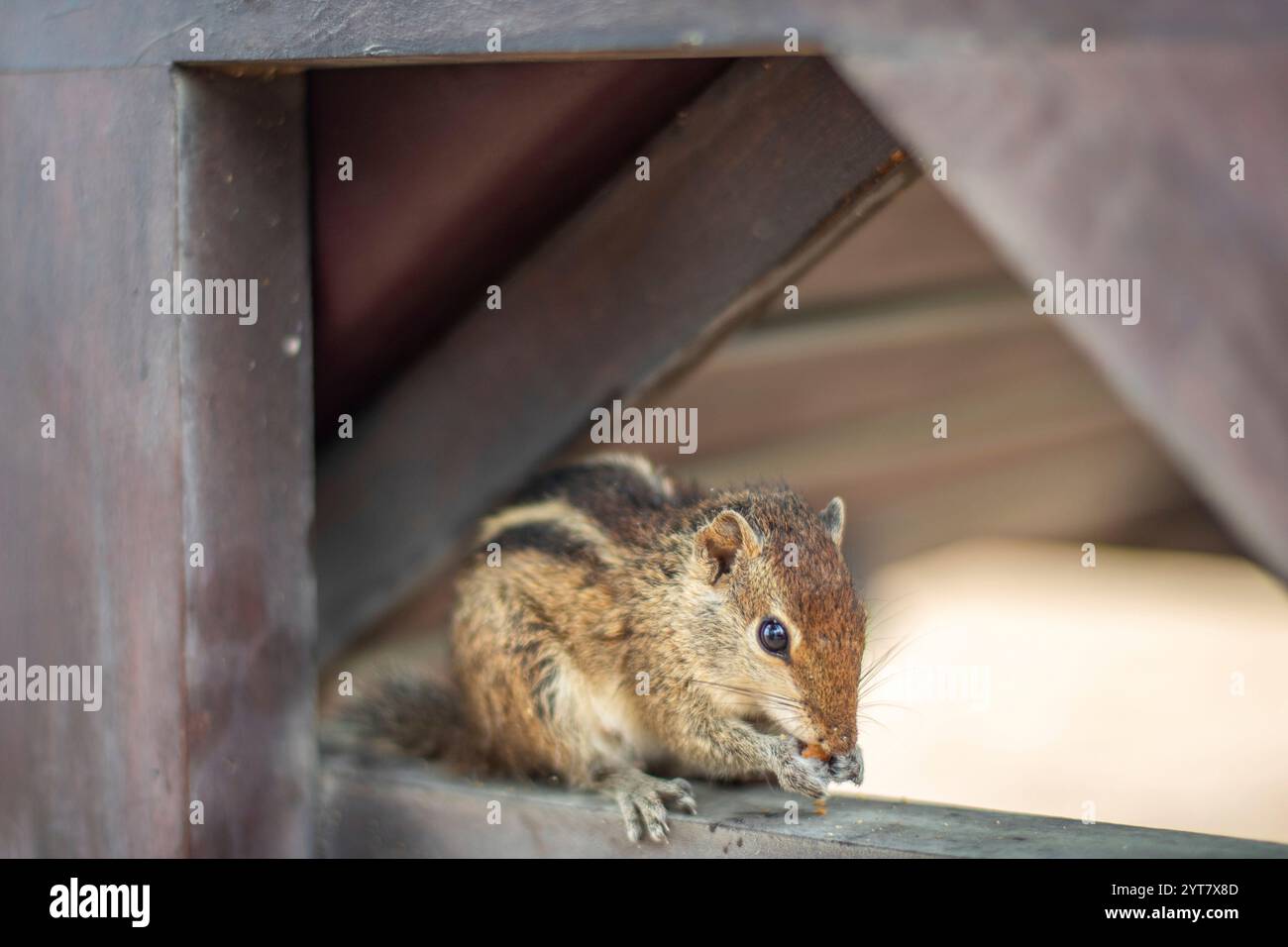 Chipmunks on the beach. Animals in Induruwa, Bentota Beach, Sri Lanka ...