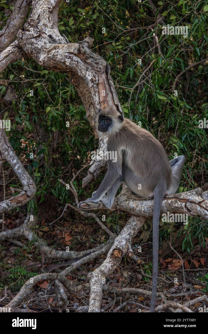 The oldest nature reserve in a great landscape. Natural surroundings ...