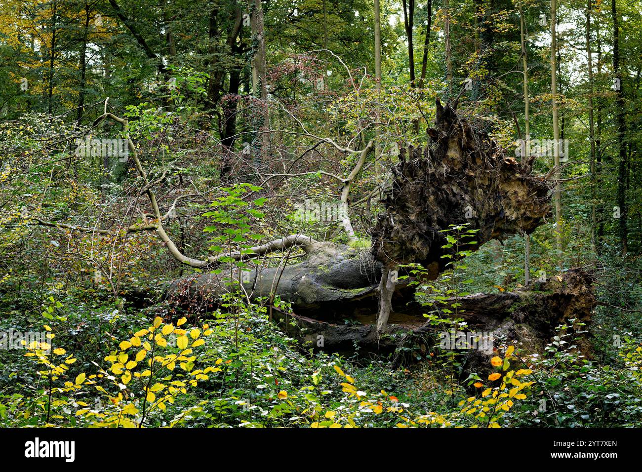 Europe, Germany, North Rhine-Westphalia, Bonn, Ippendorf, Kottenforst ...