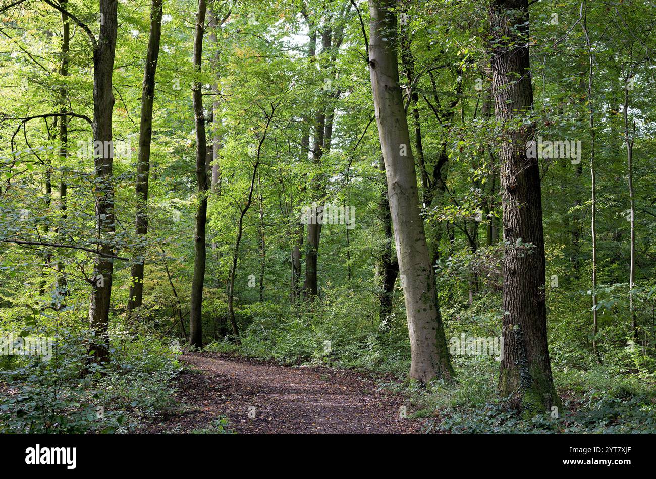 Europe, Germany, North Rhine-Westphalia, Bonn, Ippendorf, Kottenforst ...