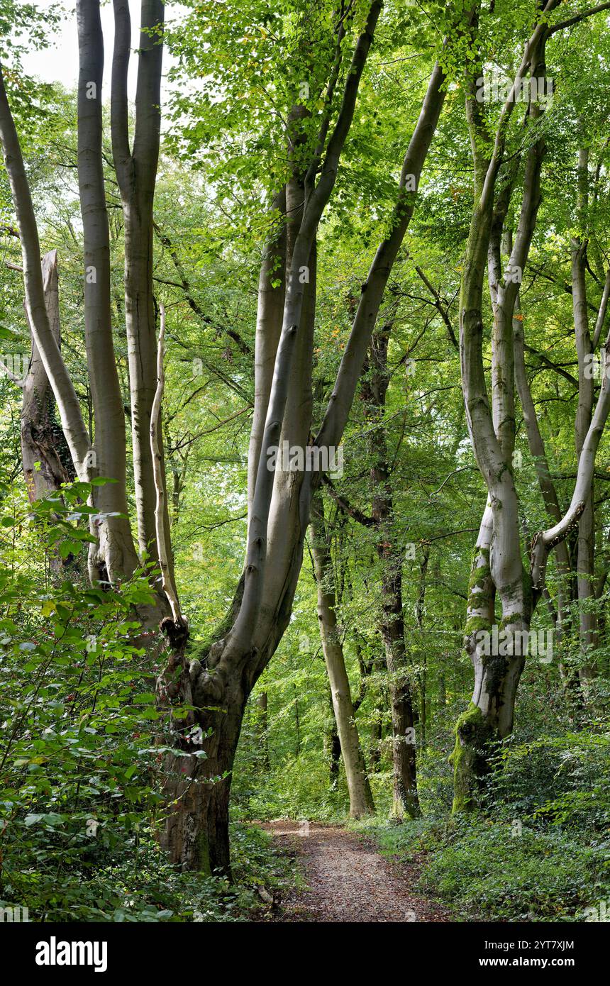 Crested beeches hi-res stock photography and images - Alamy