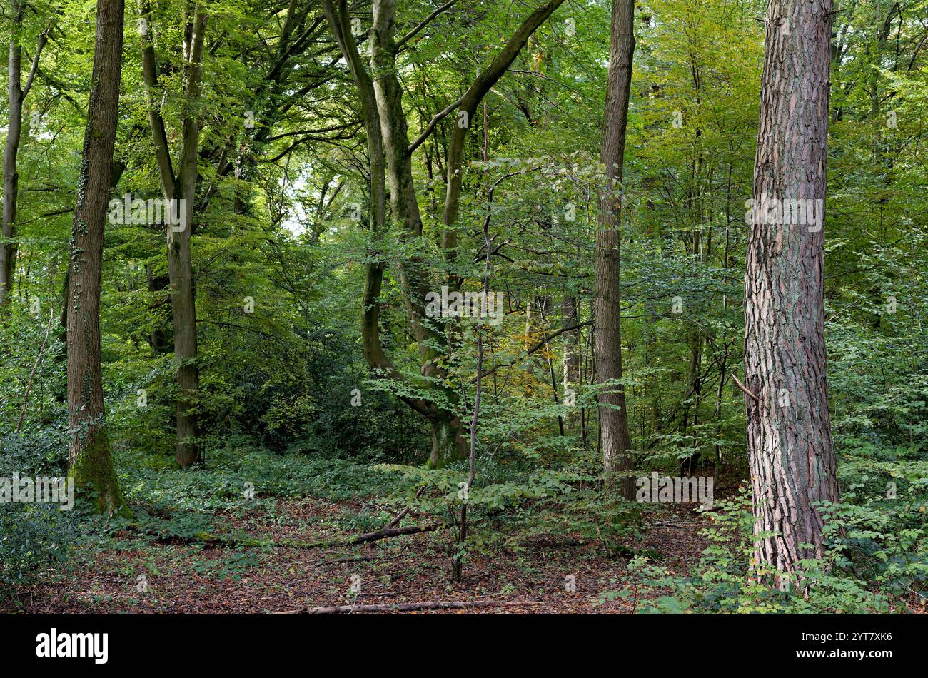 Europe, Germany, North Rhine-Westphalia, Rhineland Nature Park, nature ...