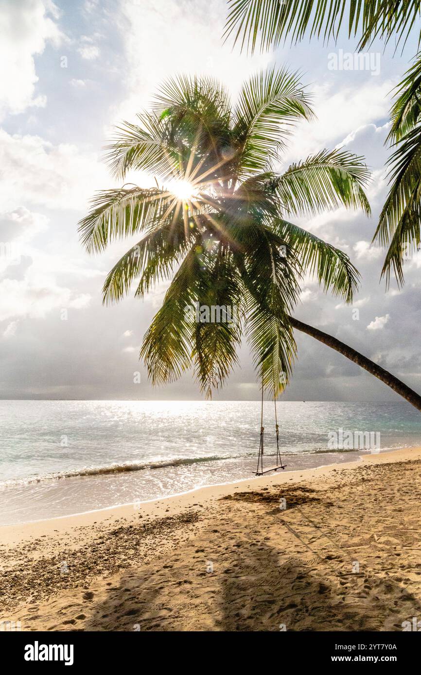 Palm tree with swing Stock Photo - Alamy