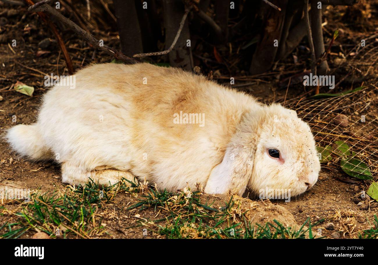 Juicy fresh ears young green hi-res stock photography and images - Alamy