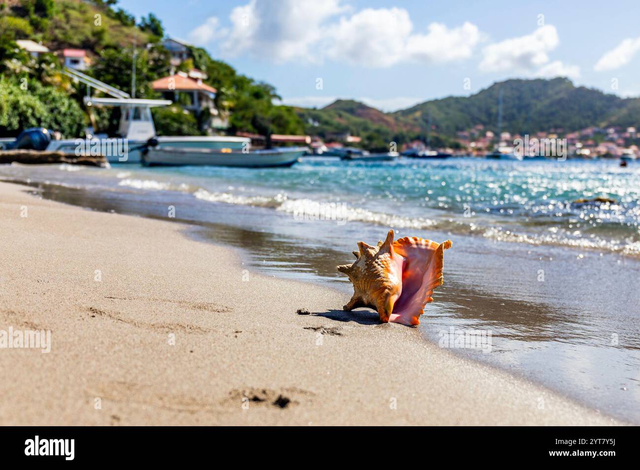 Shell on the beach of the Iles de Saintes, Guadeloupe Stock Photo - Alamy