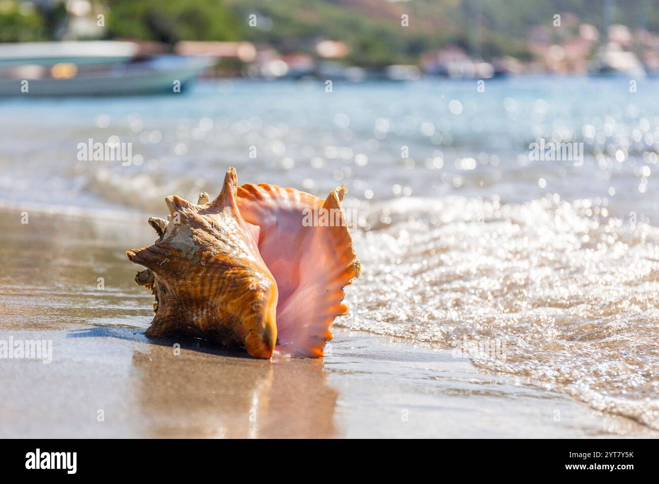 Shell on the beach of the iles de saintes hi-res stock photography and ...