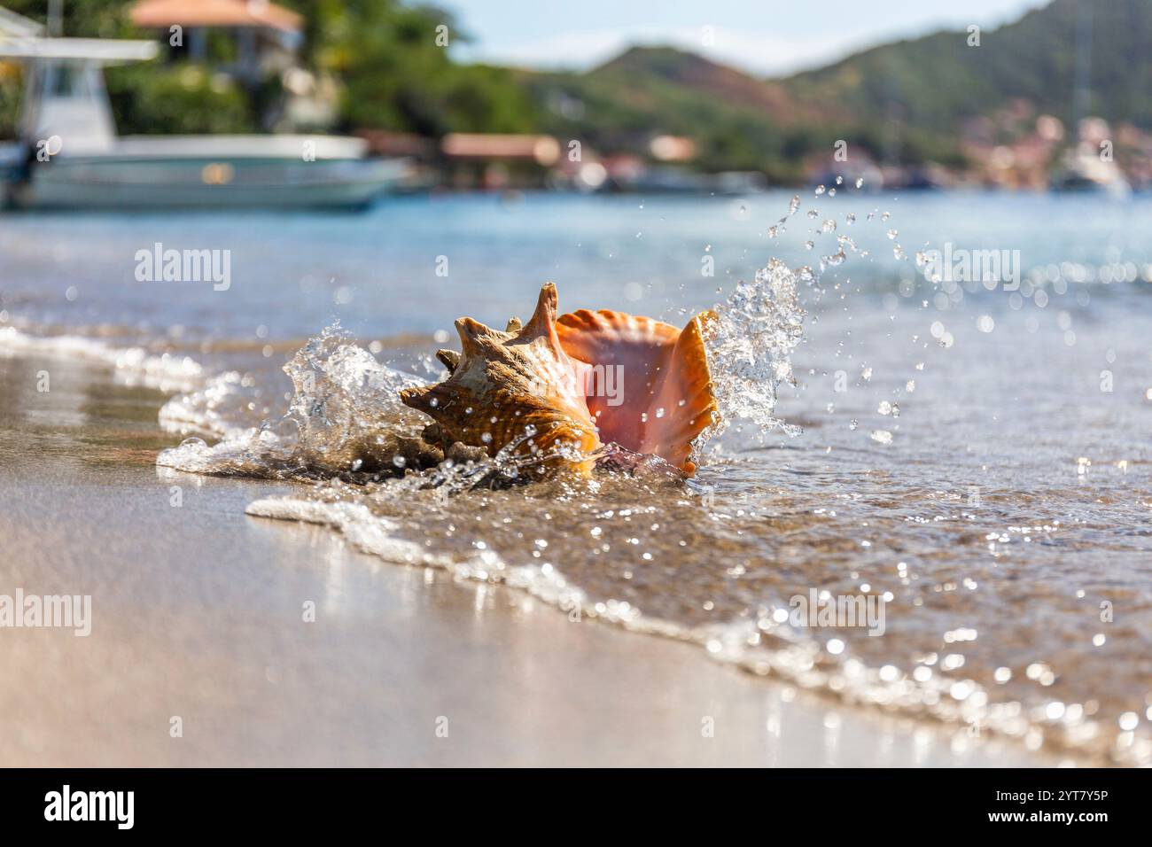 Shell on the beach of the Iles de Saintes, Guadeloupe Stock Photo - Alamy