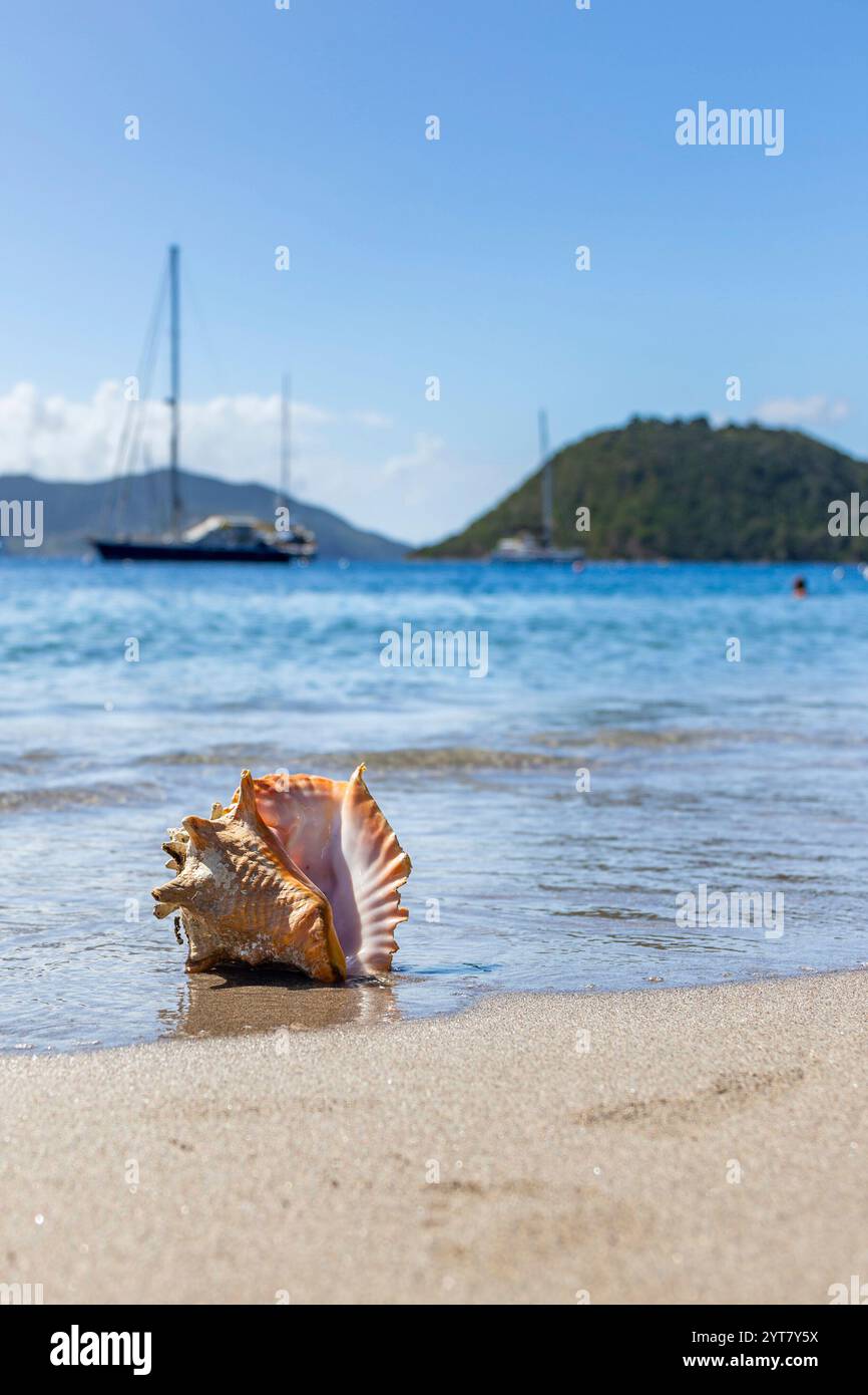 Shell on the beach of the iles de saintes hi-res stock photography and ...