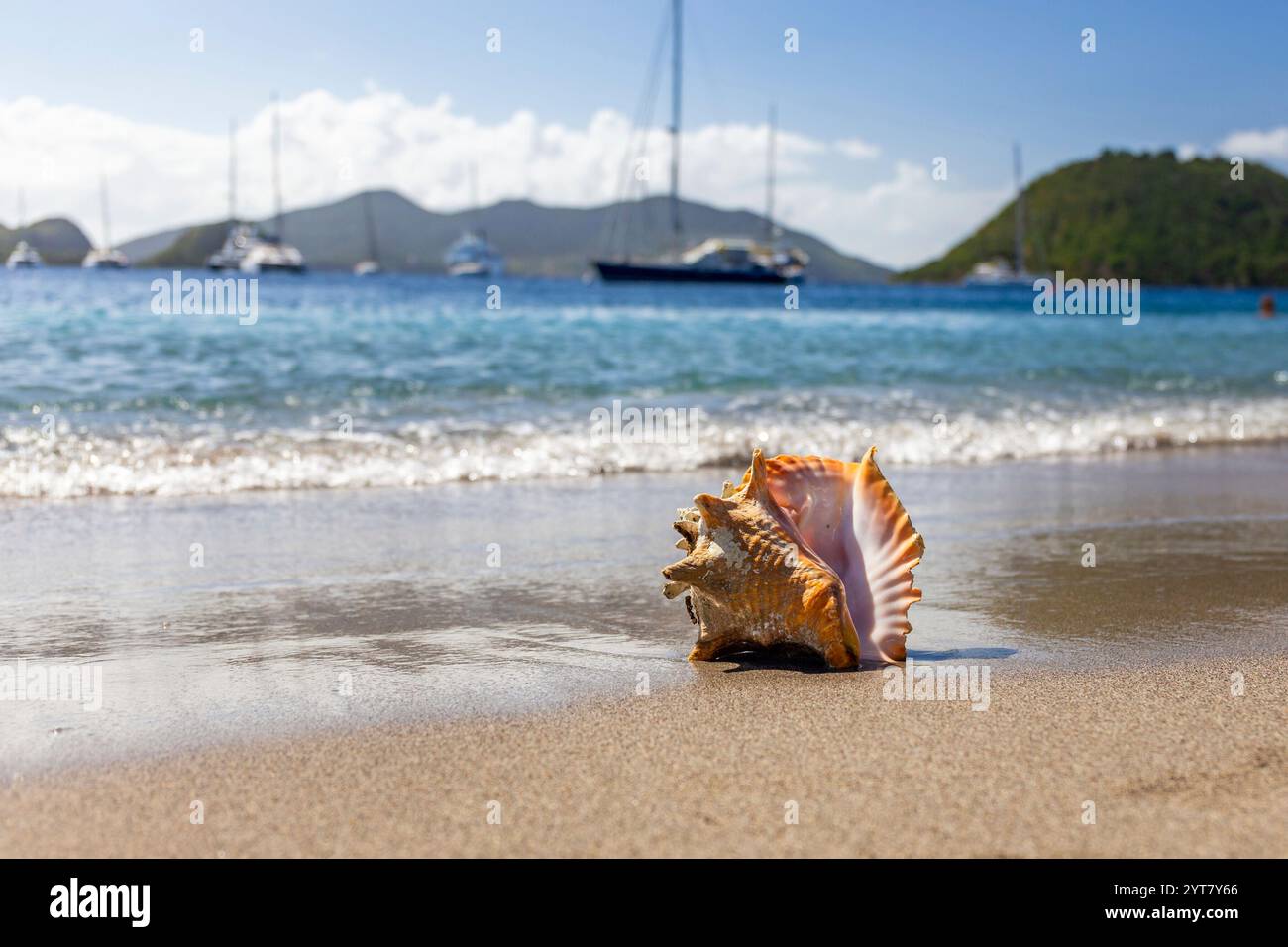 Shell on the beach of the Iles de Saintes, Guadeloupe Stock Photo - Alamy