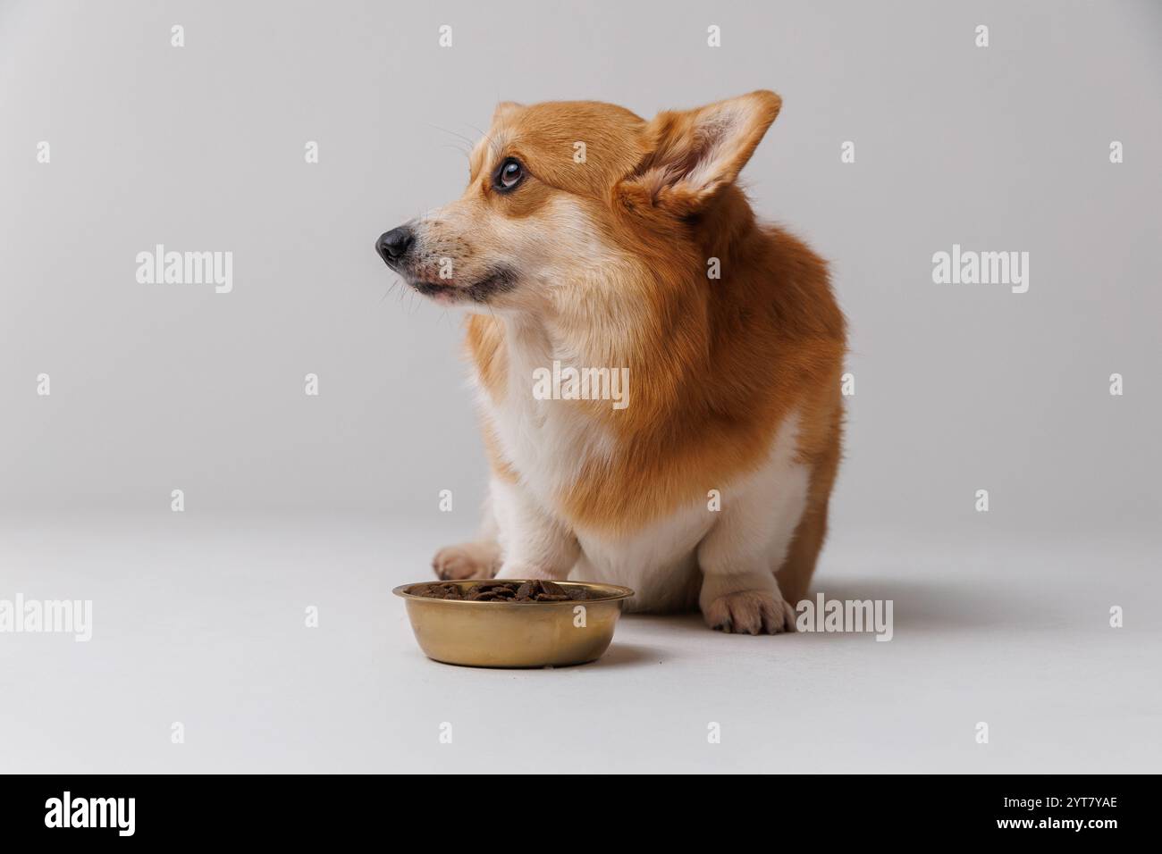 Corgi enjoying its meal from a bowl, showcasing adorable pet mealtime ...
