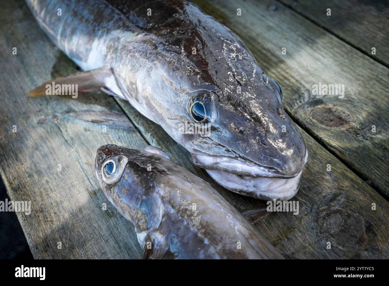 Successful fishing in Norway, fresh fish Stock Photo - Alamy