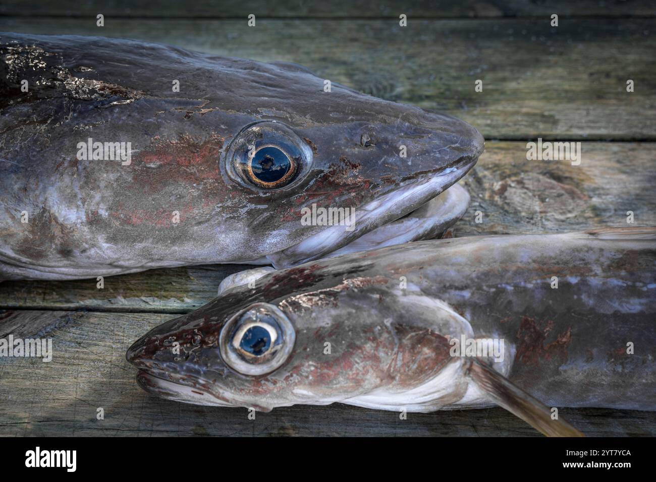 Marine animals fish norway hi-res stock photography and images - Alamy