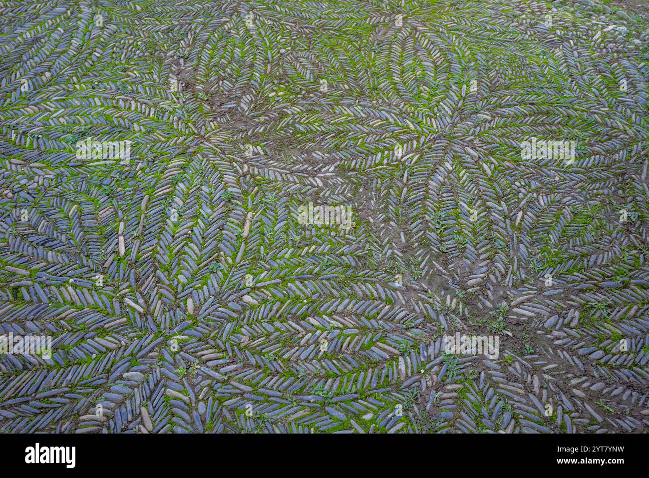 traditional paving forming branches with leaves and flowers, Monastery ...