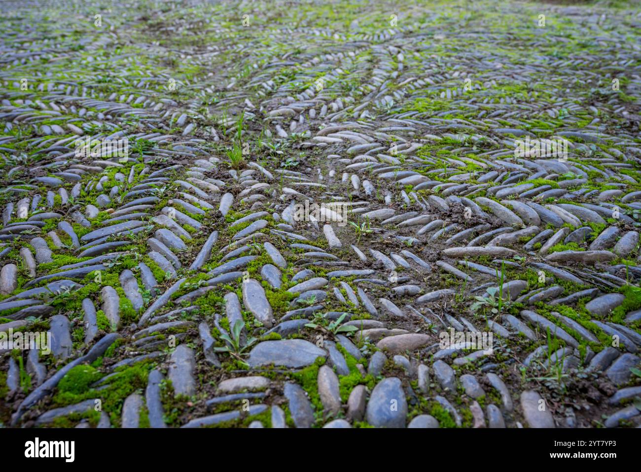 traditional paving forming branches with leaves and flowers, Monastery ...