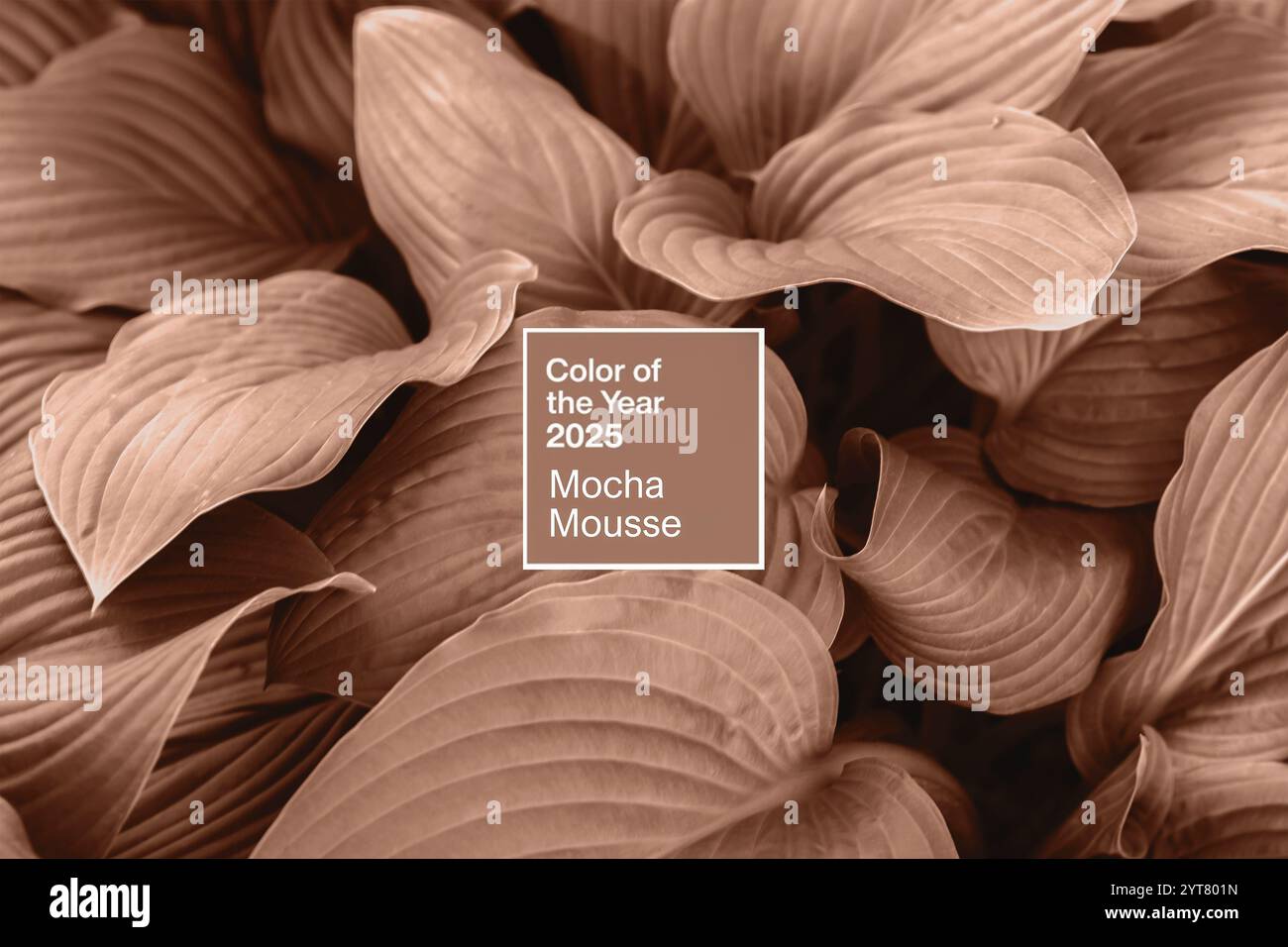 Hosta plant leaves. Demonstrating color of 2025 year - Mocha Mousse ...