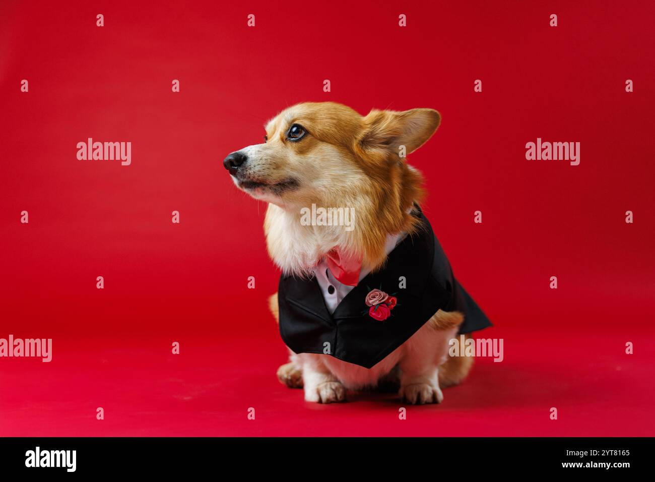 Stylish Welsh corgi Pembroke dog in tuxedo with red rose, ready for ...