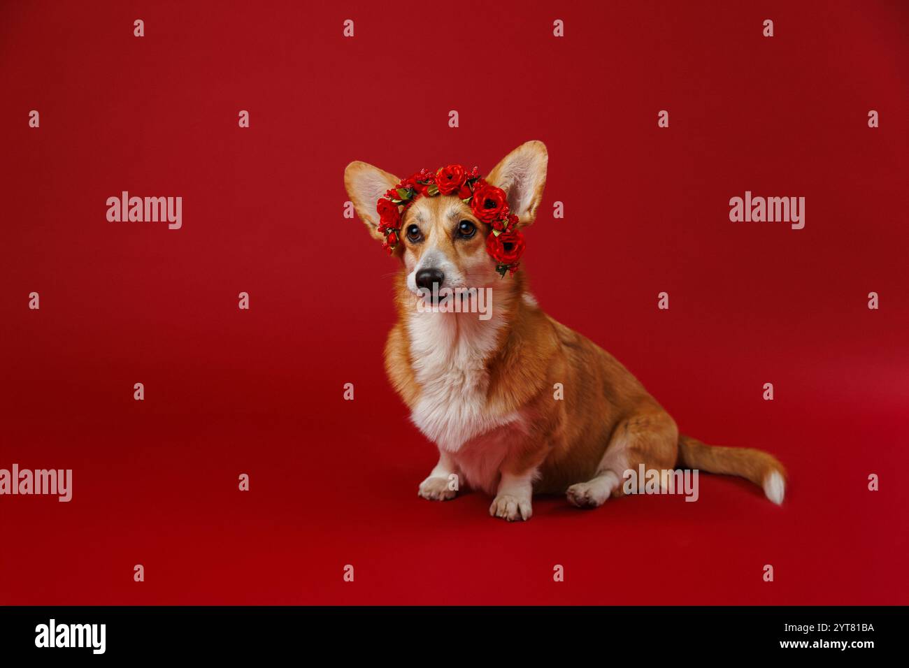 Adorable corgi wearing a red rose crown, perfect for Valentines Day or ...