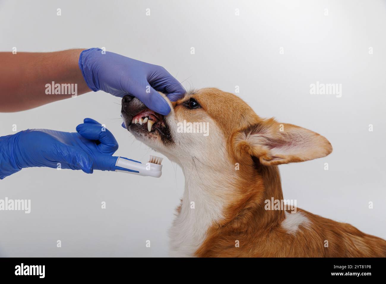 Corgi dog receiving teeth brushing with a toothbrush by a person in ...
