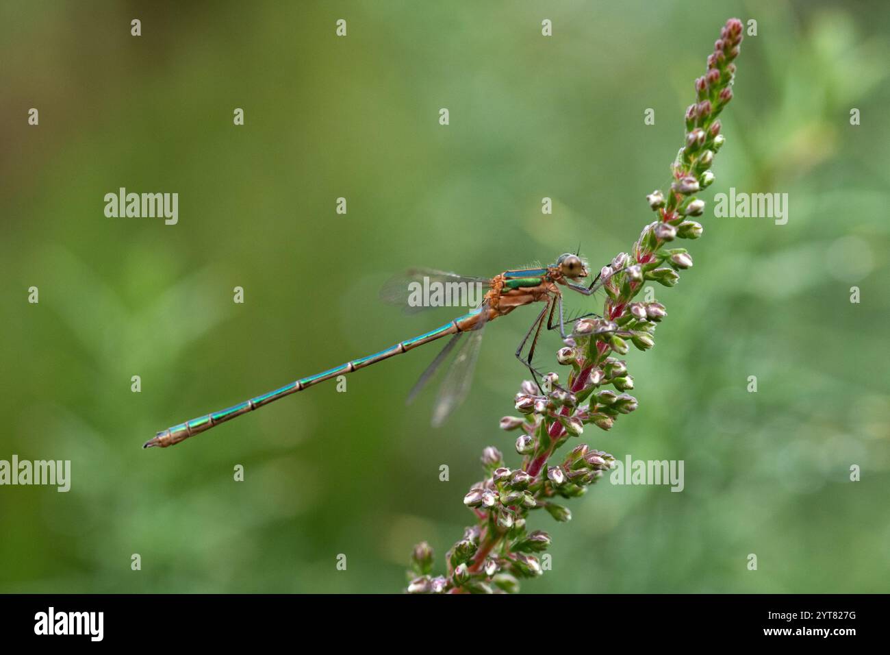 Emerald Damselfly roosting on a sprig of heather in bud, against a diffused background Stock ...