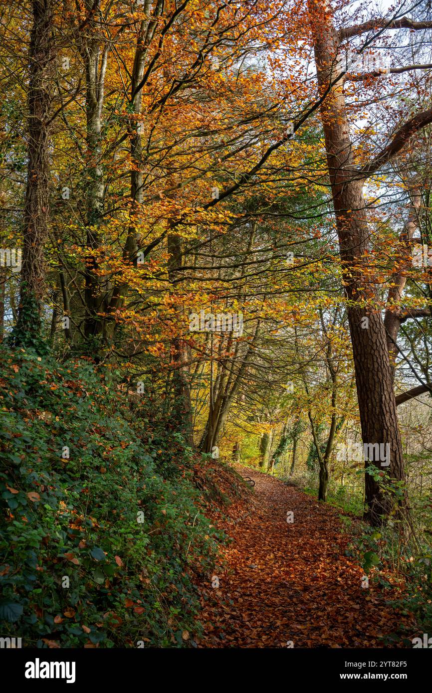 Pine Walk in Shaftesbury, Dorset, UK. Autumn (fall) scene of a ...