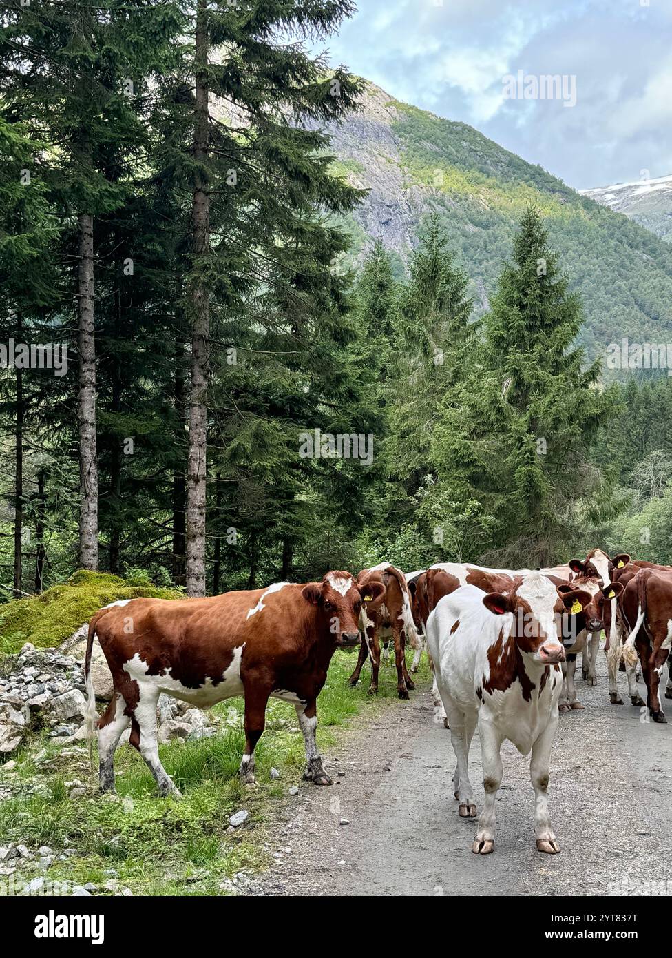 Cows blocking a road on a hike in Norway Stock Photo - Alamy