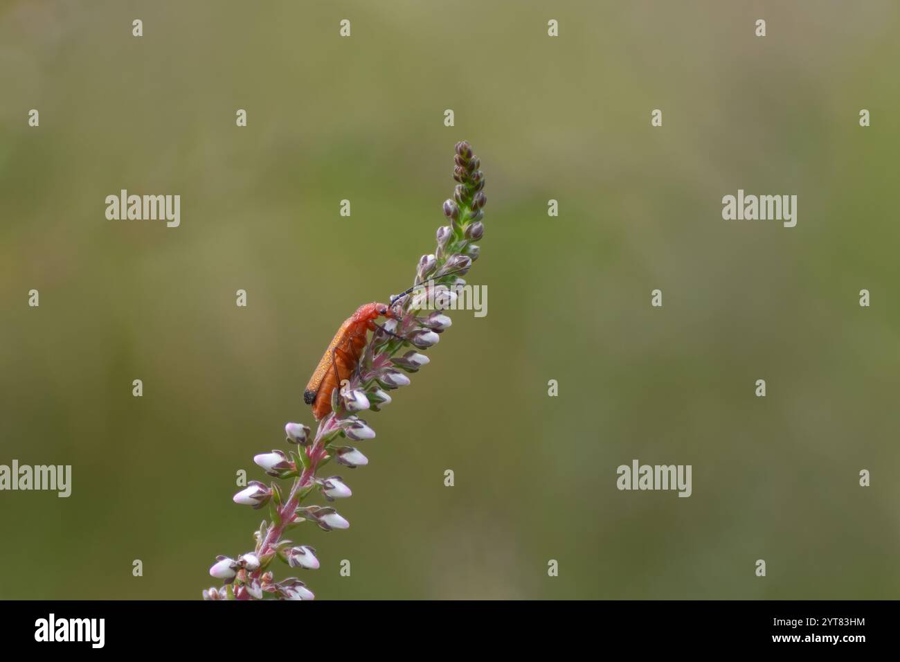 A macro photograph of a Common Red Soldier Beetle on a single stem of ...