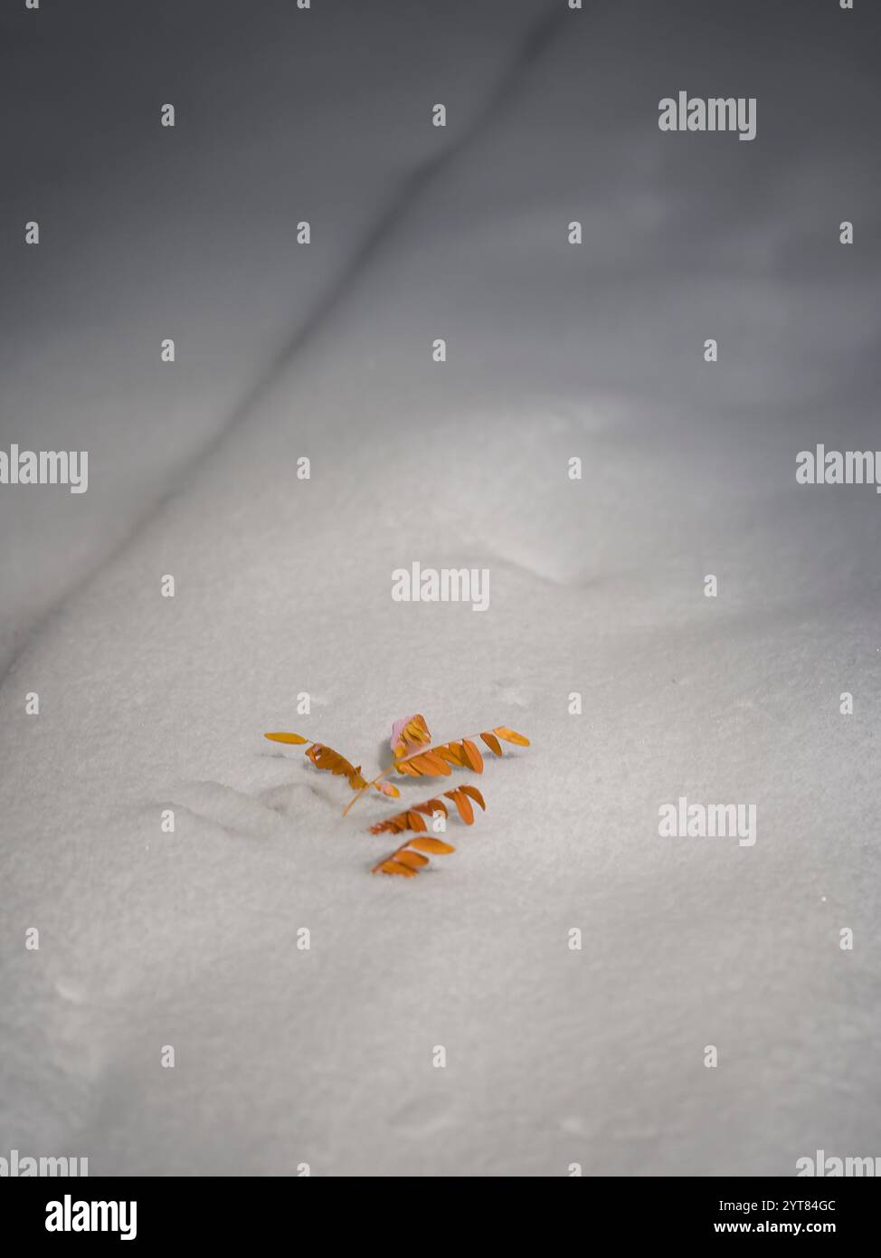 Zurich still life hi-res stock photography and images - Alamy